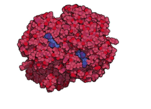 What Is Normal Hemoglobin Postpartum and Why Does It Matter?